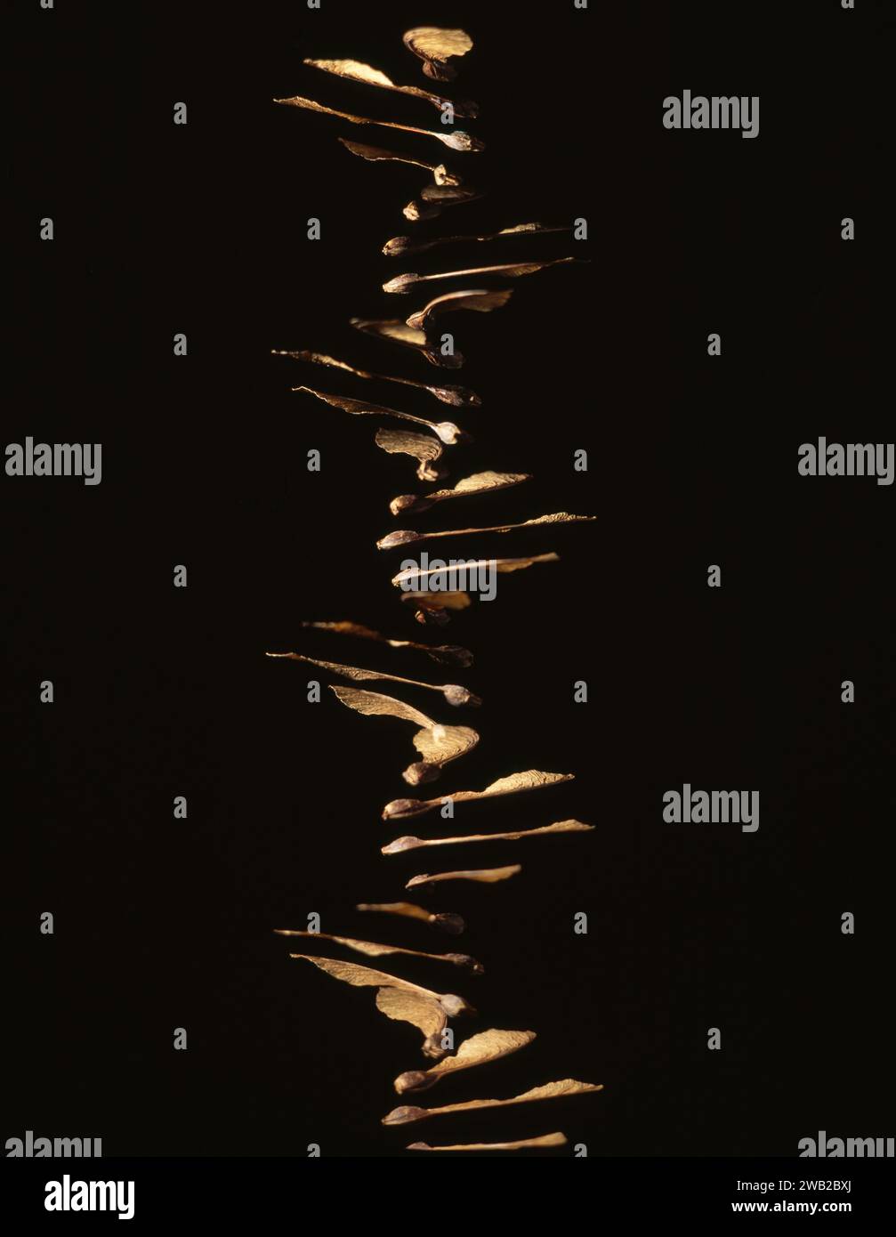 FALLING SYCAMORE SEED Acer pseudoplatanus Multiflash 80Hz 1/32nd Stock ...