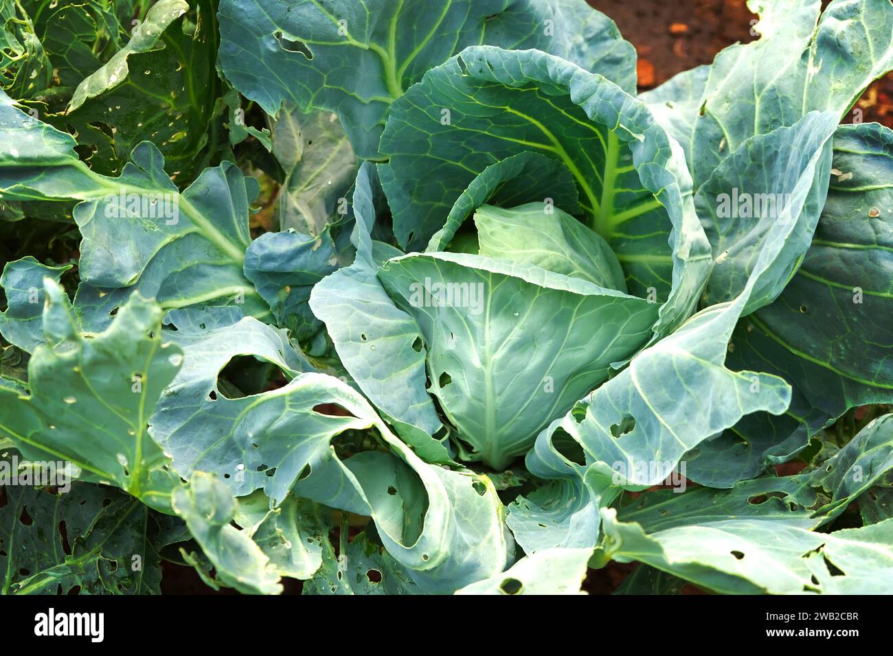 White cabbage growing in the garden, top view. A patch of cabbage ...