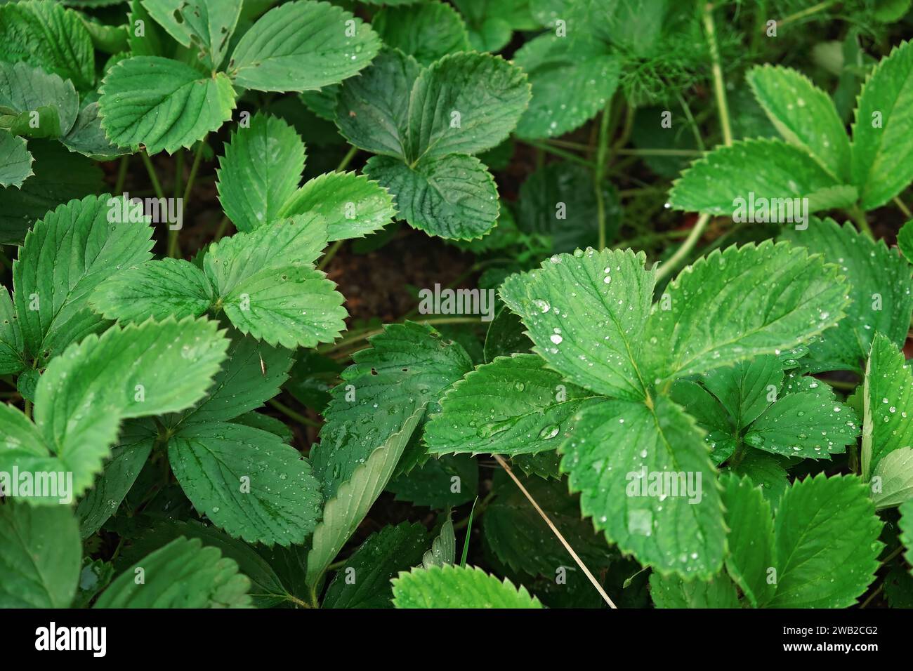Green leaves of garden strawberry for background Wild strawberry leaves ...