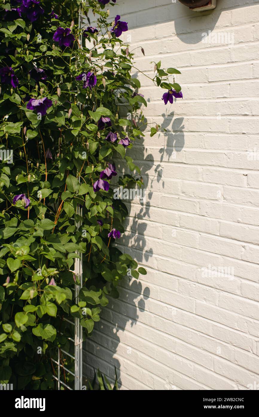 Clematis climbing wall flower hi-res stock photography and images - Alamy