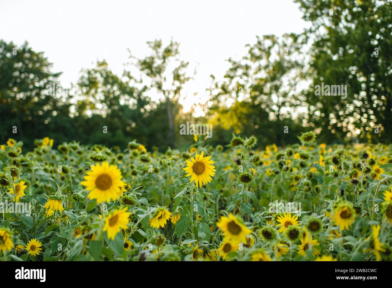 Field of sunflowers in the late summer in the midwest Stock Photo - Alamy
