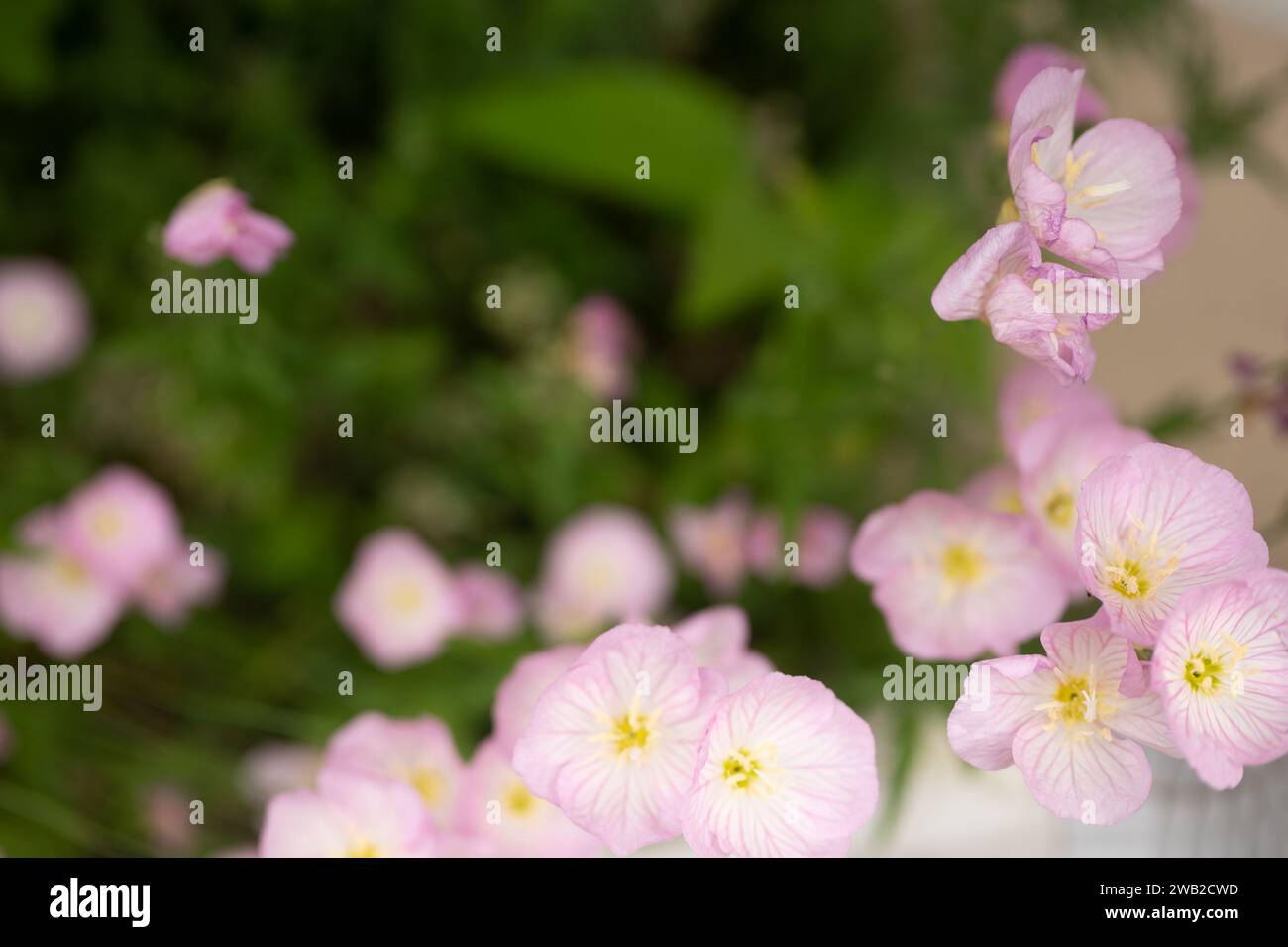 Pink Evening Primrose (Oenothera speciosa Stock Photo - Alamy