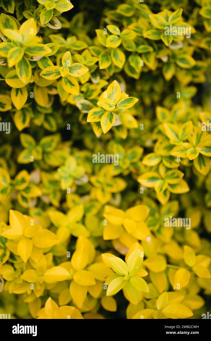 Yellow and green Fortune's spindle leaves Stock Photo - Alamy
