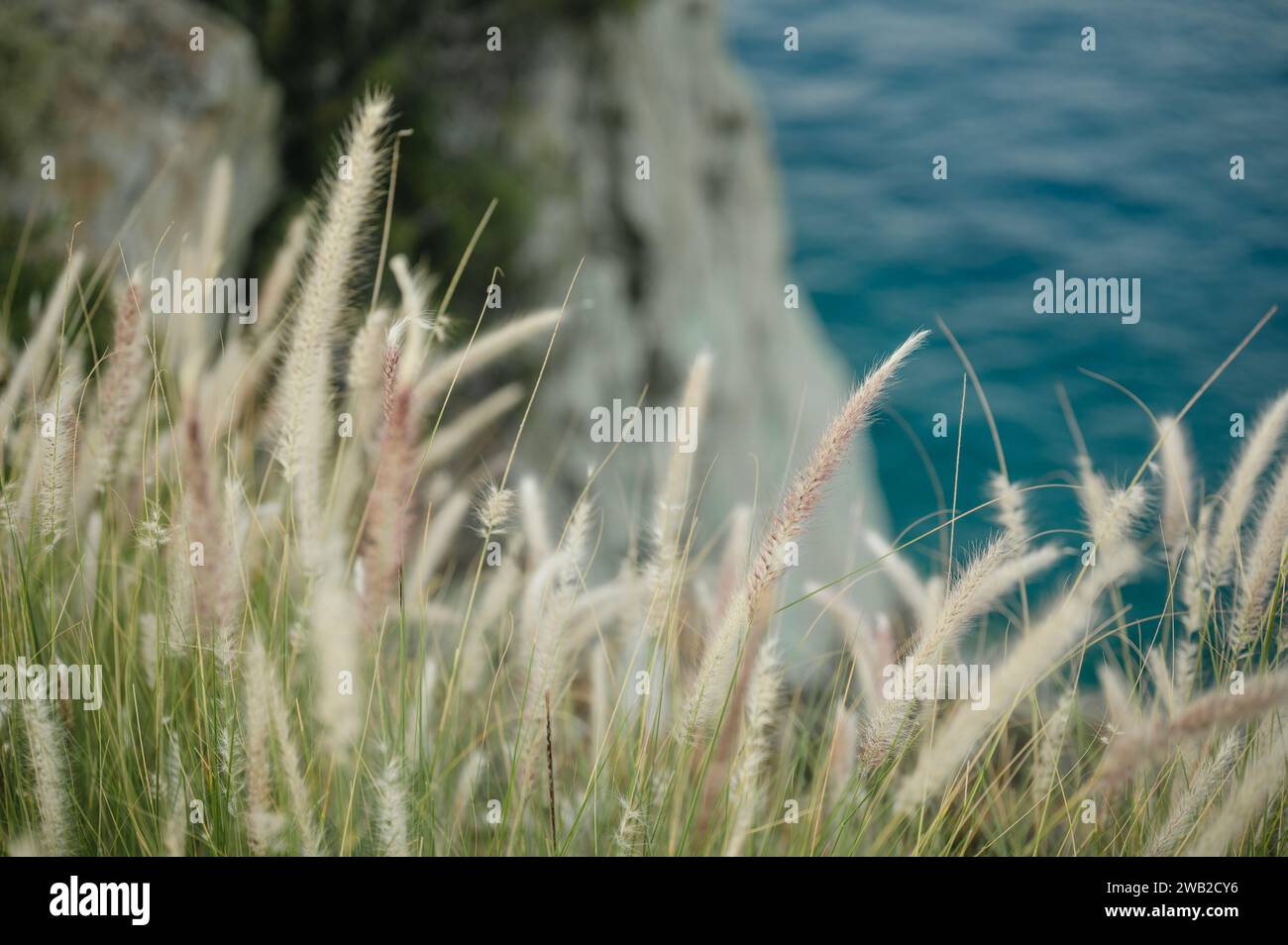 Cliffside vegetation hi-res stock photography and images - Alamy