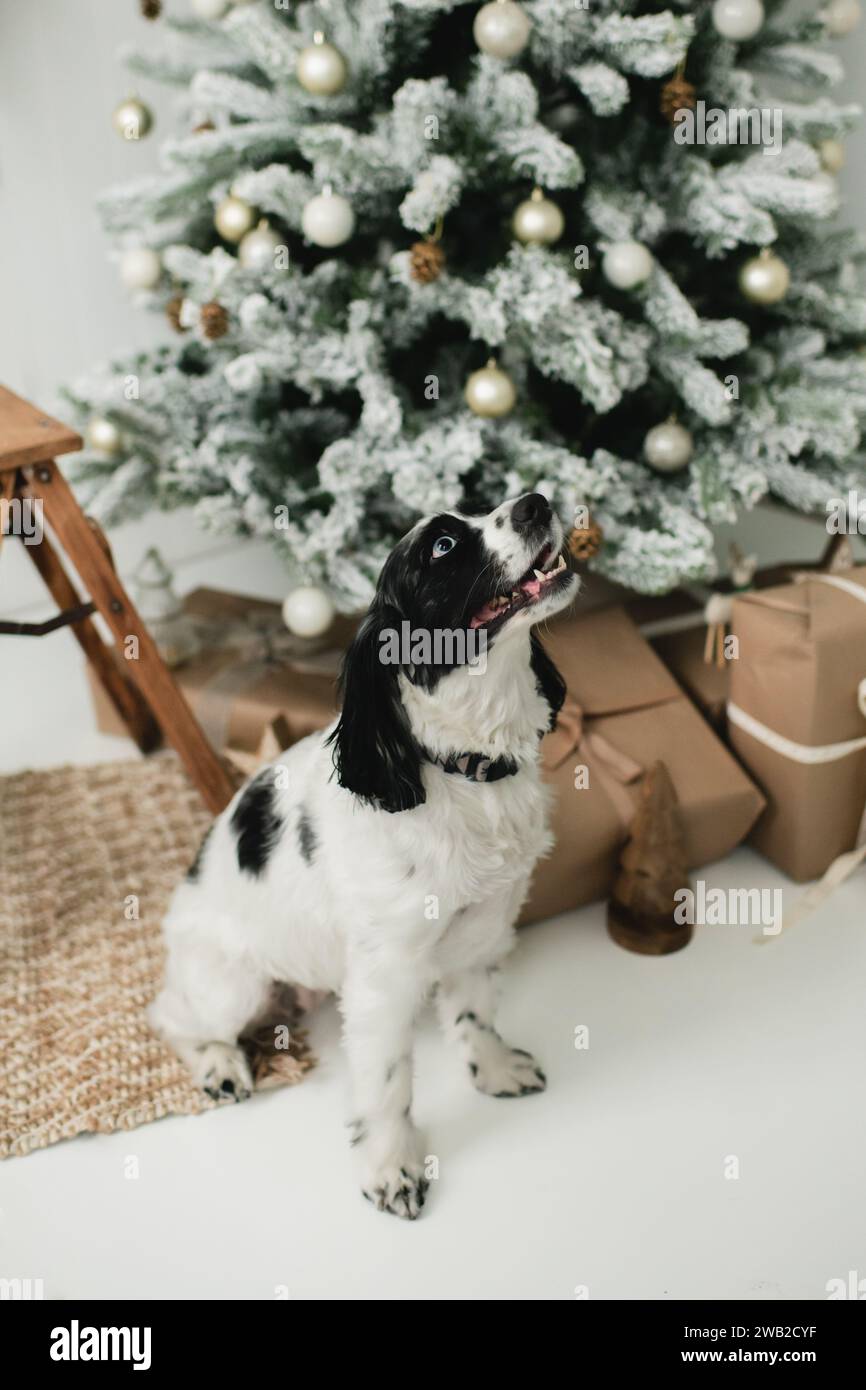 Cocker spaniel bernese mix hi-res stock photography and images - Alamy