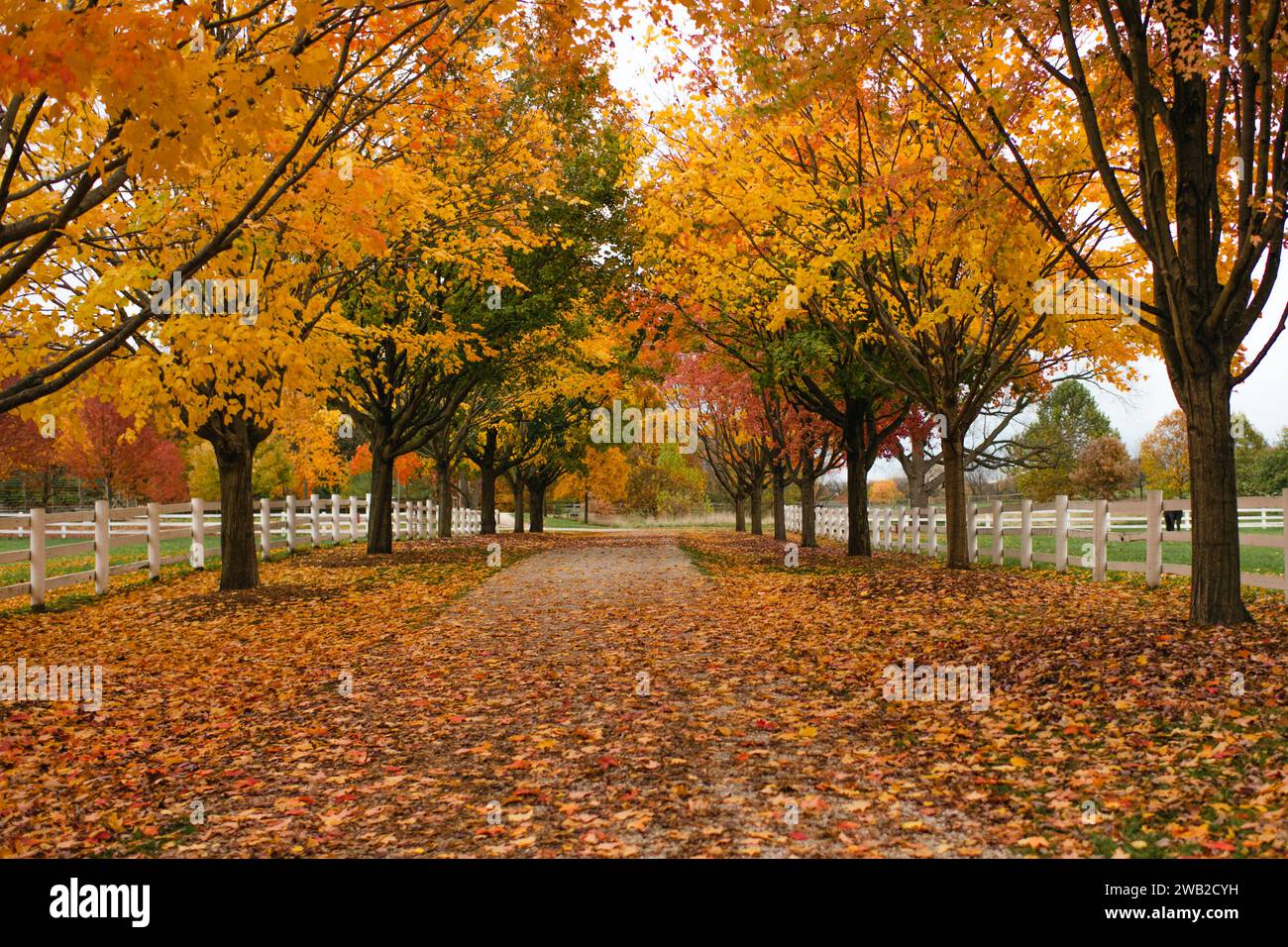 Autumn trees with colorful leaves lining a walking path at a park Stock ...