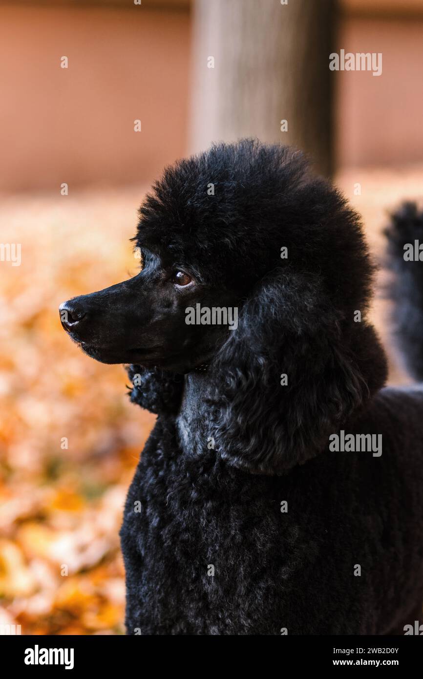 Profile portrait of black hi-res stock photography and images - Alamy