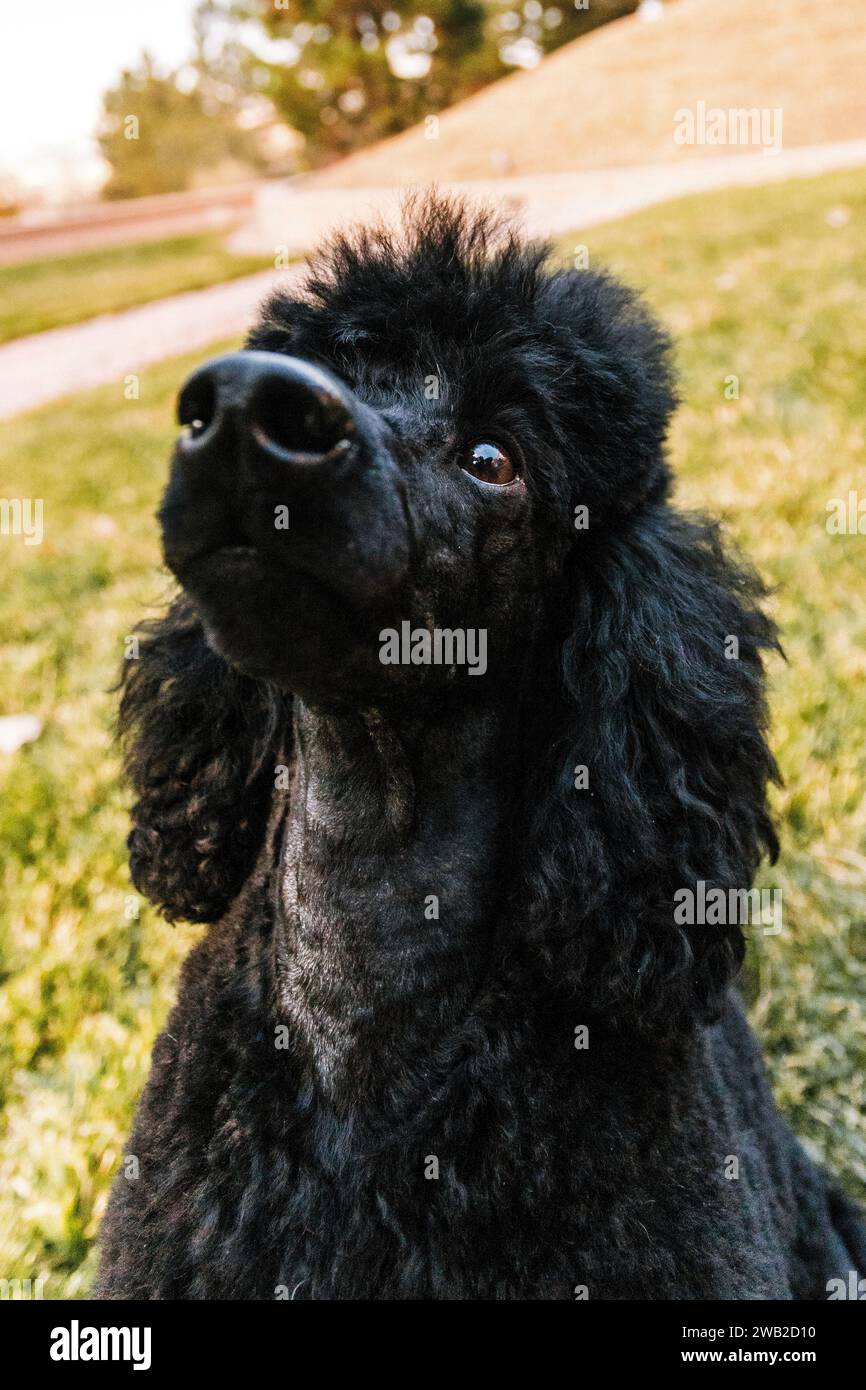 wide close up angle of Black Miniature Poodle looking at camera Stock ...