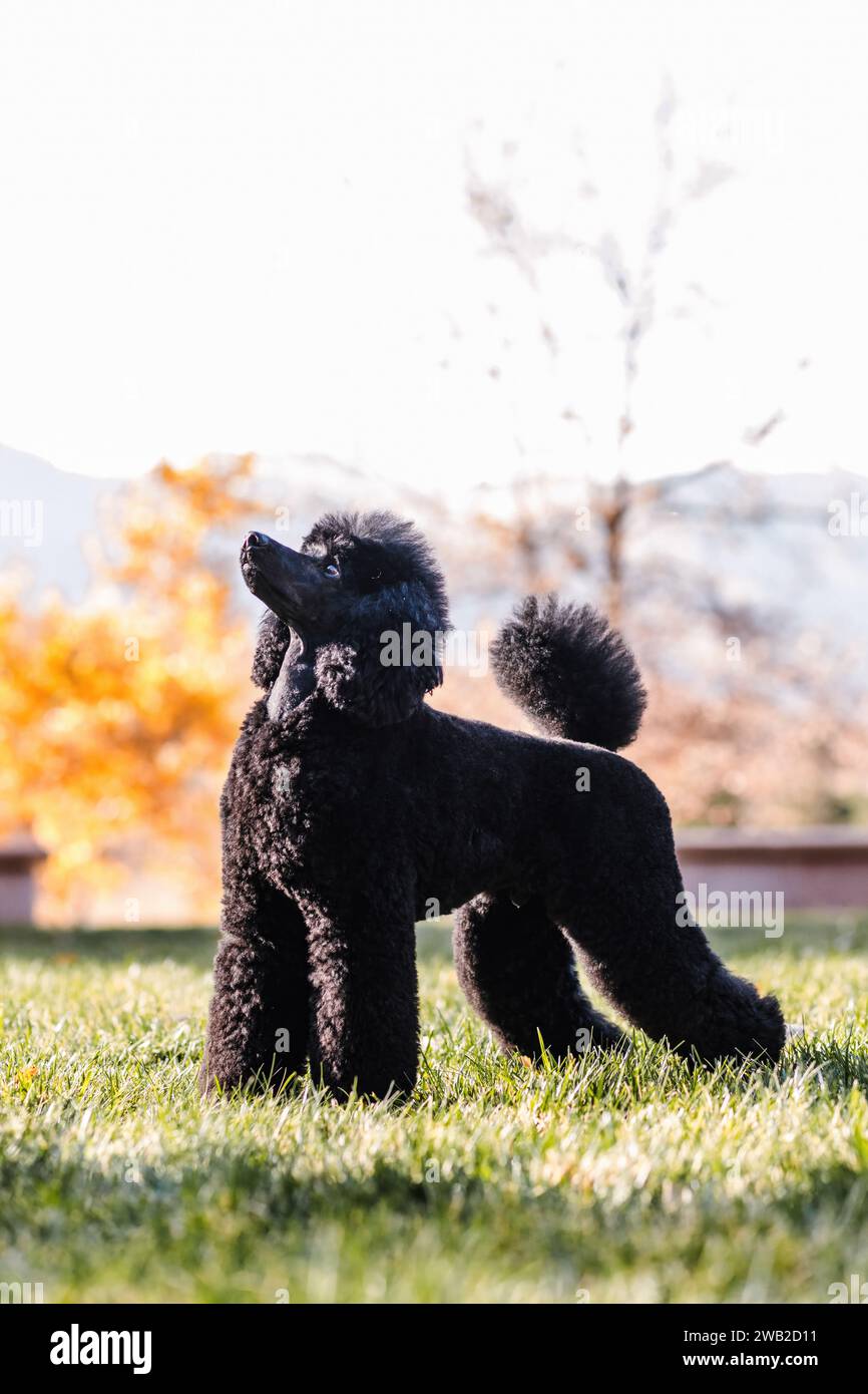 Group standing in front of mountains hi-res stock photography and ...