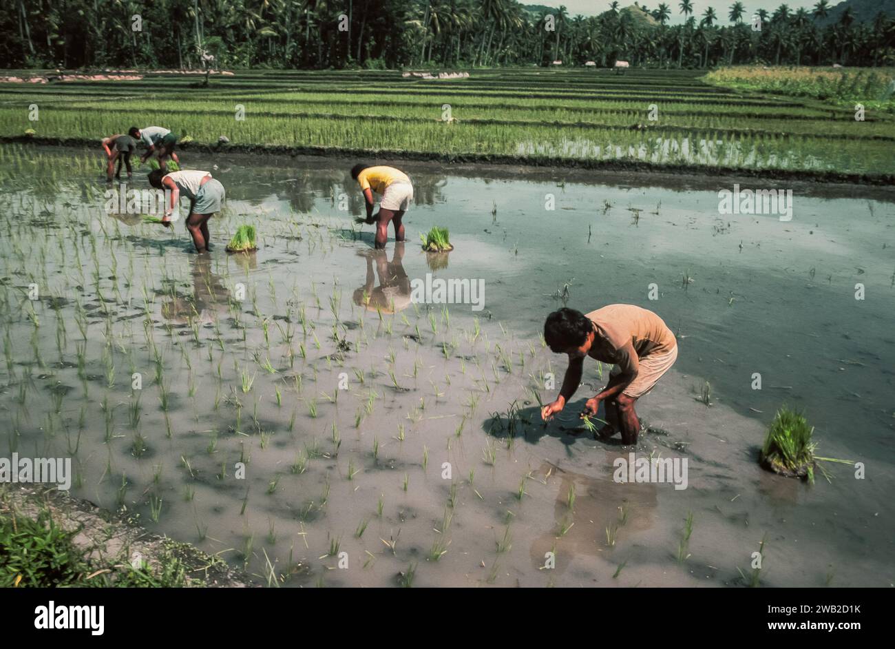 Indonesia, around Baduraden on Java men are planting rice Stock Photo ...