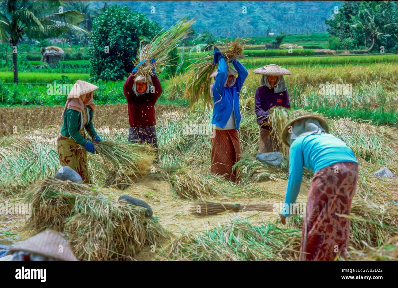 Women threshing rice hi-res stock photography and images - Alamy