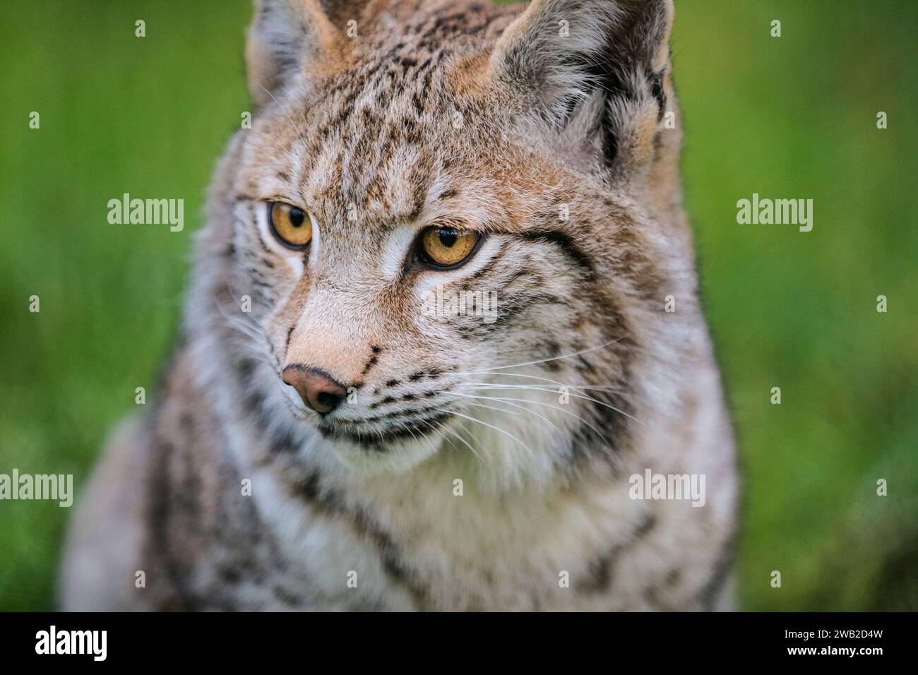 Eurasian lynx (Lynx lynx), juvenile, close up of face, Germany Stock ...