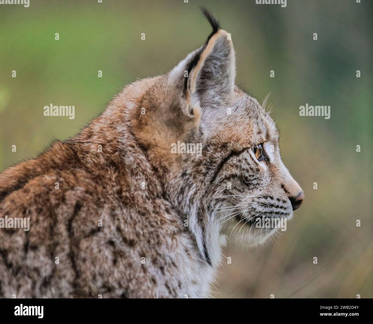 Eurasian lynx (Lynx lynx), juvenile, close up of face, side view ...