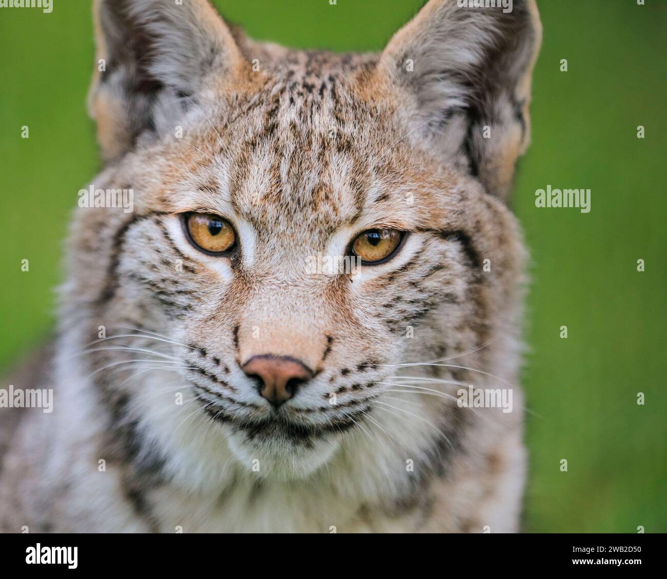 Eurasian lynx (Lynx lynx), juvenile, close up of face, Germany Stock ...