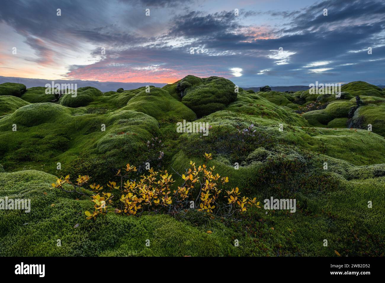 Lava fields flower hi-res stock photography and images - Alamy