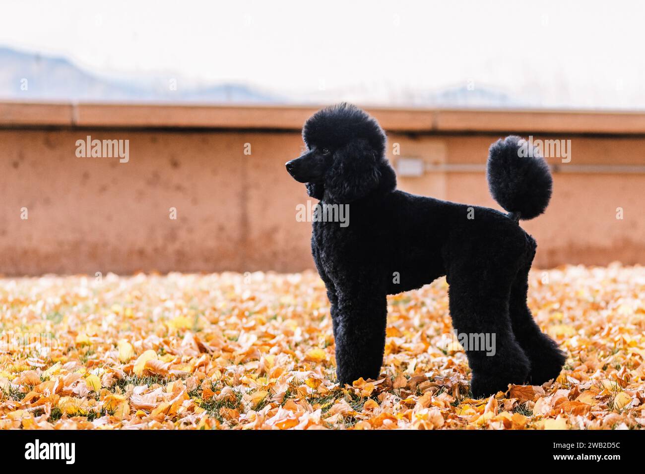 side profile of black miniature poodle standing in orange fall leaves ...