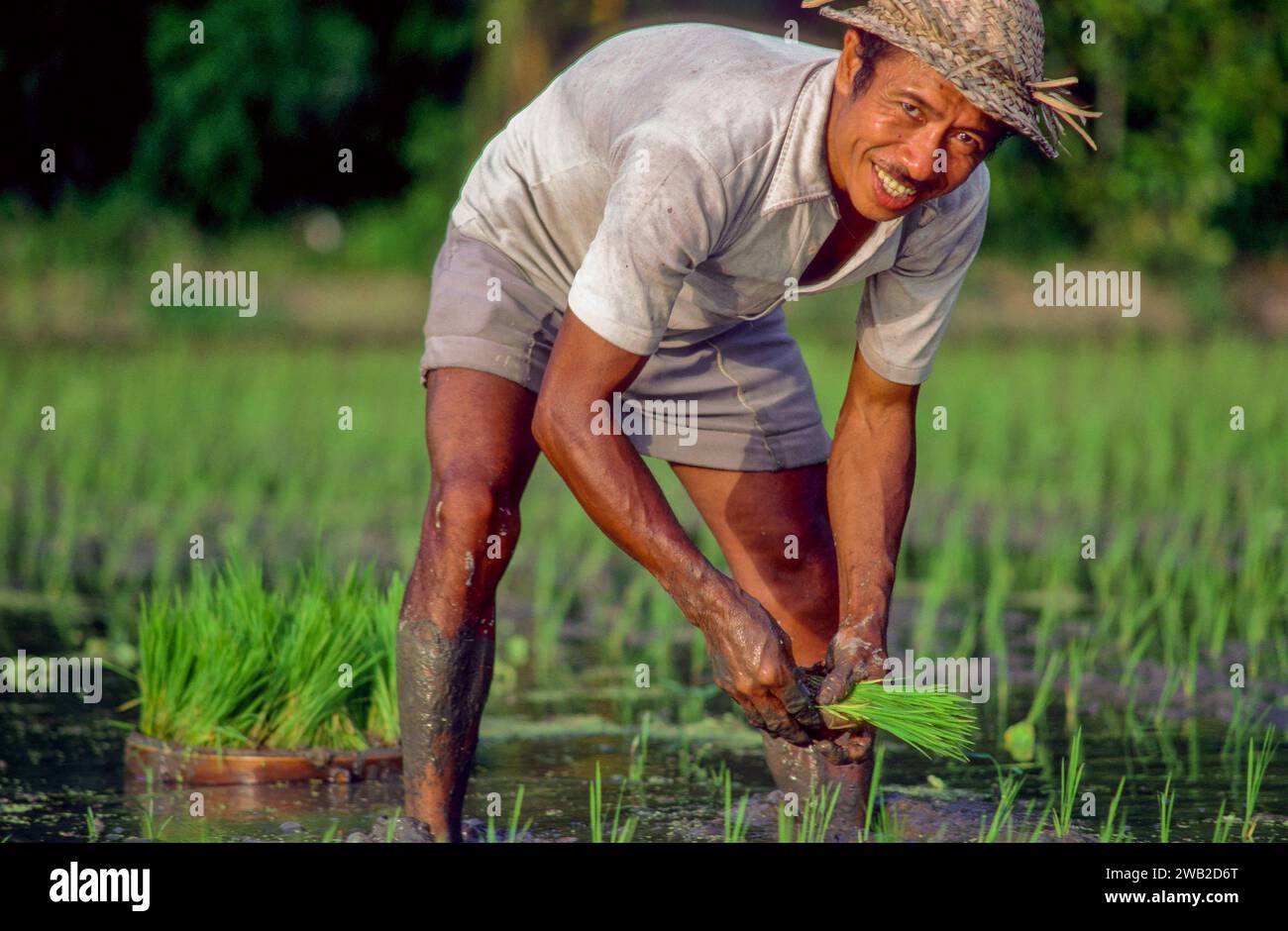 Rice people portraits asia hi-res stock photography and images - Alamy