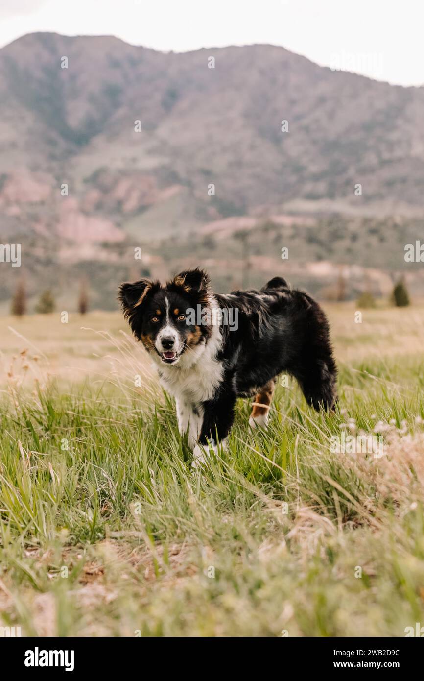 Australian Shepherd mix in green field in mountains of Colorado Stock ...