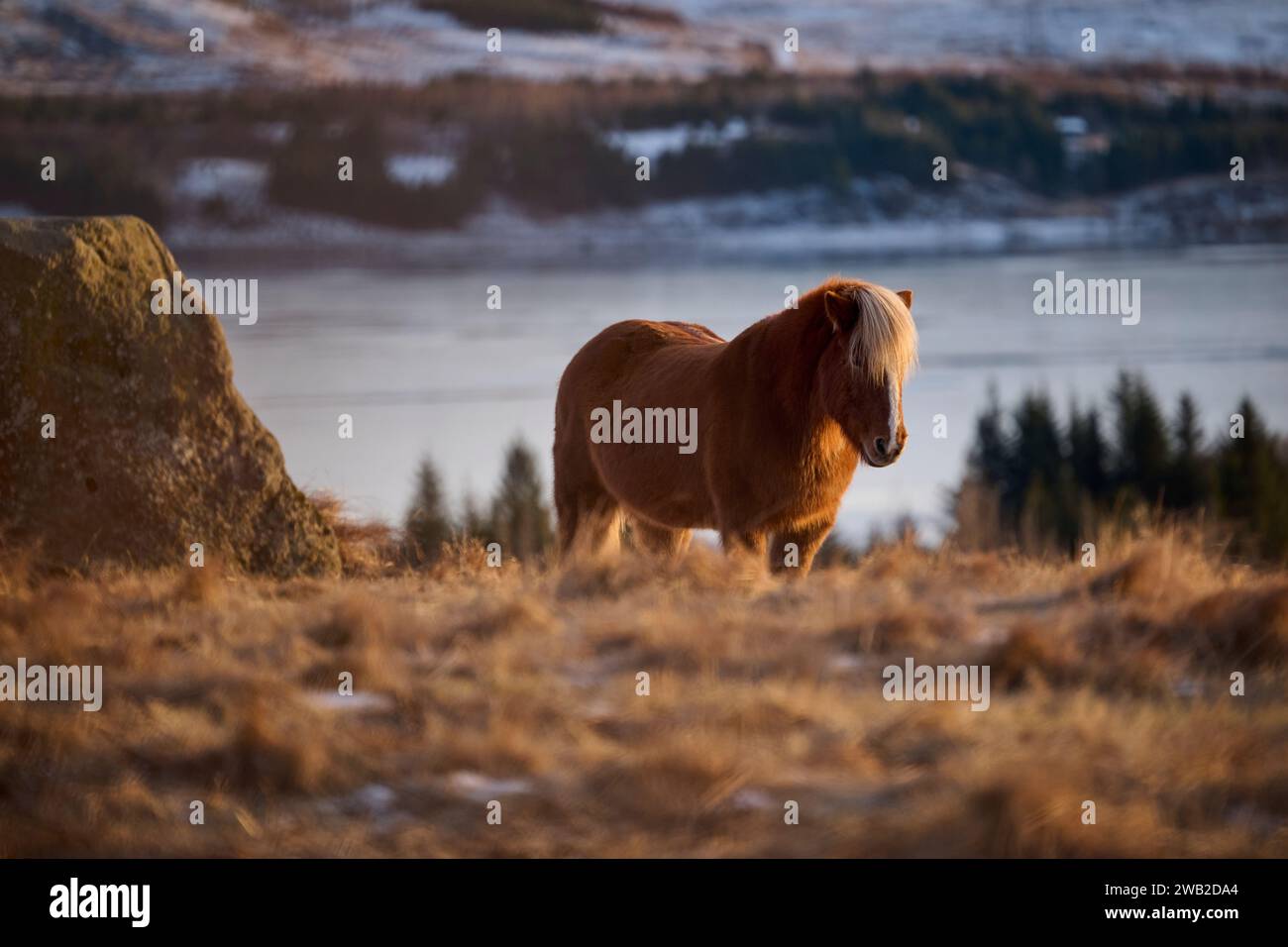 Flaxen horse hi-res stock photography and images - Alamy