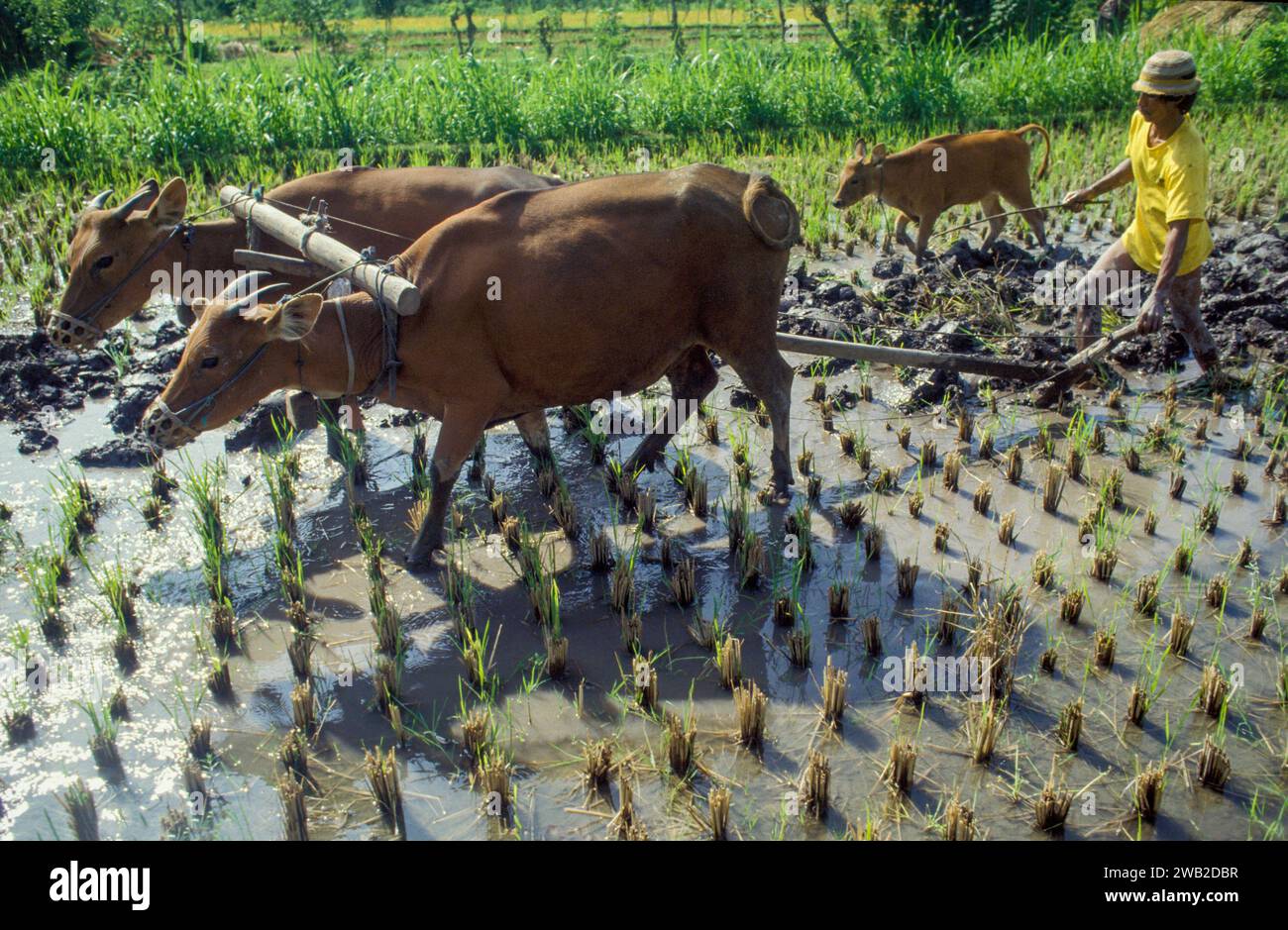 Indonesia, Sulawesi. Farmer is ploughing paddyfields with oxes Stock ...