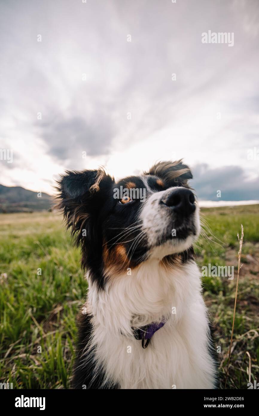 wide angle portrait of Australian Shepherd mixed breed dog in Colorado ...