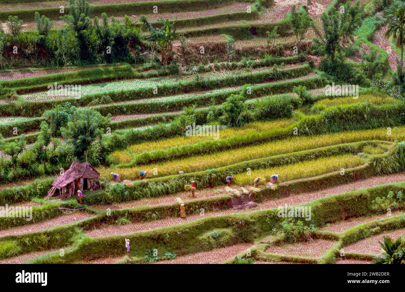 Indonesia, Java - rice harvest by women who cut the stalks manually ...