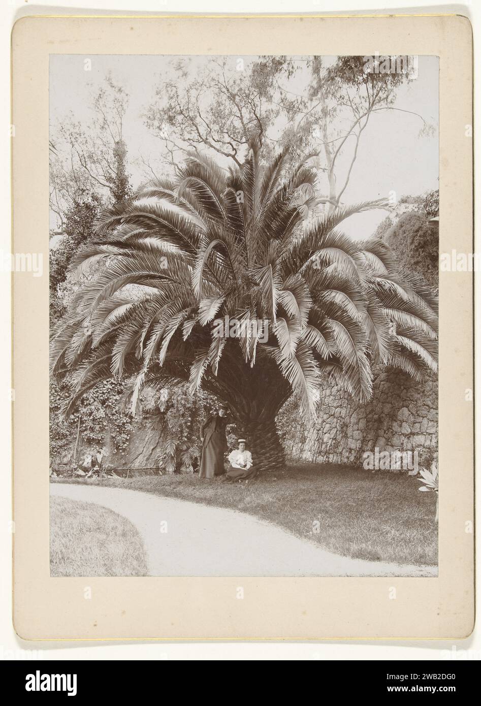 Two women under a palm tree., 1896 photograph photographic support ...
