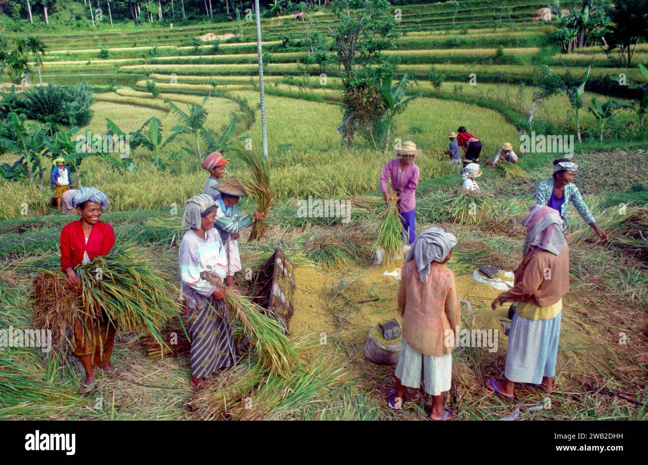 Women threshing rice hi-res stock photography and images - Alamy