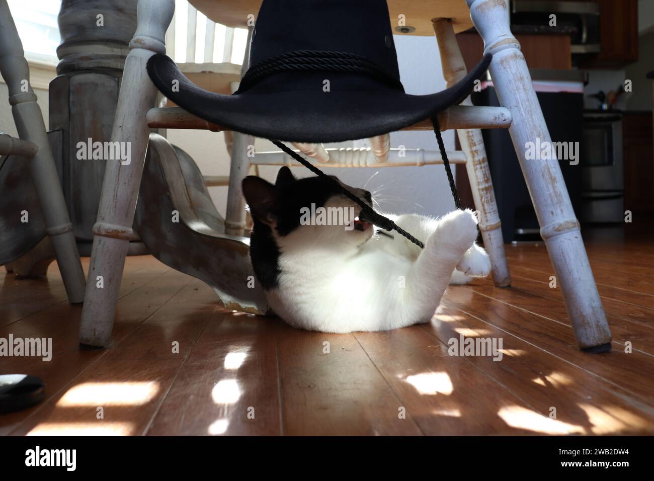 Cat hiding under a chair hi-res stock photography and images - Alamy