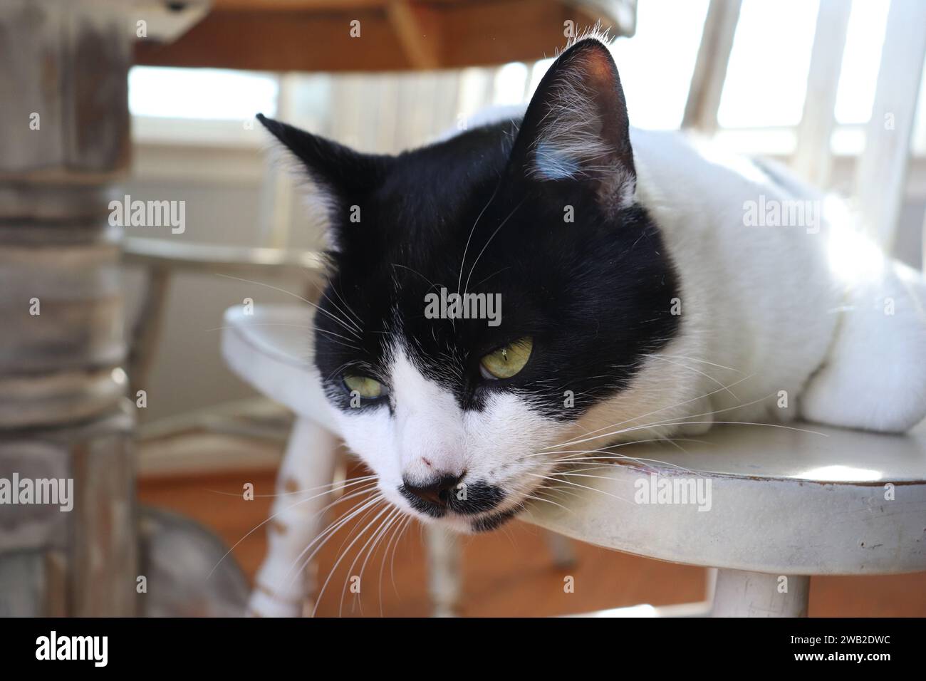 Black and White Cat Falling Asleep On A Chair Stock Photo - Alamy