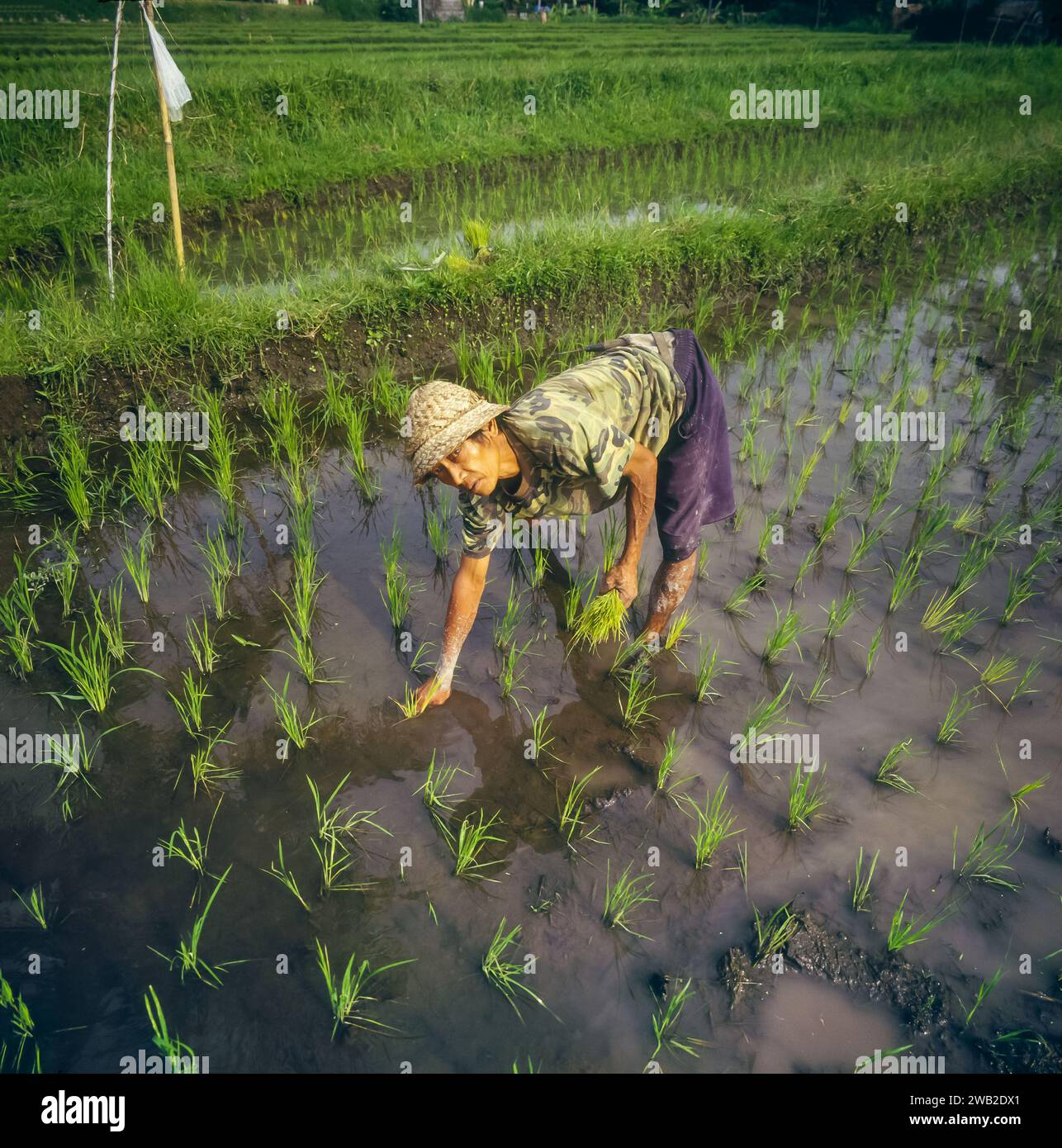 Rice terras hi-res stock photography and images - Alamy
