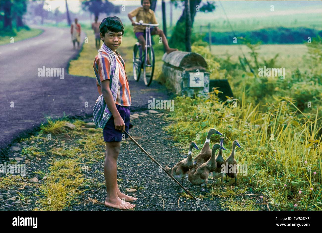 Indonesia, Java. Boy brings ducks to a rice field to eat the harmful ...
