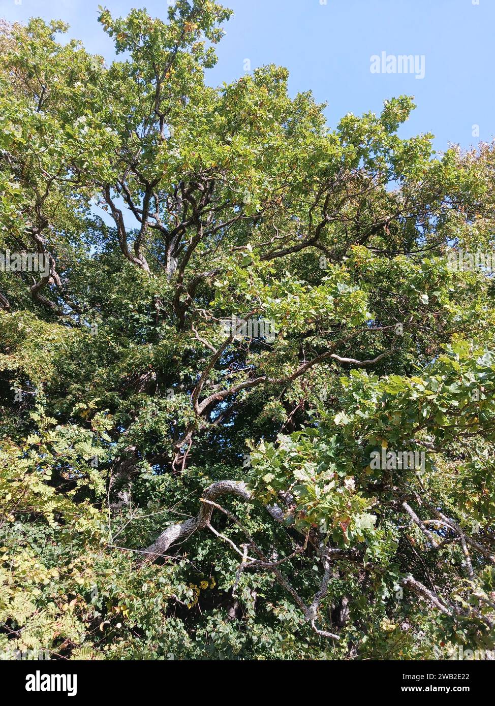 Canopy of leaves hi-res stock photography and images - Alamy