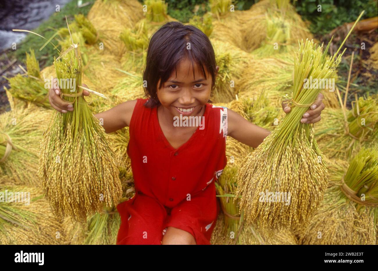 Indonesia, Java - girl with the just harvested rice, waiting to be ...