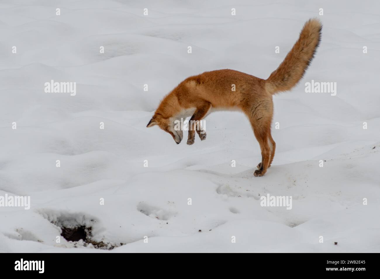 Hokkaido fox playing Stock Photo - Alamy