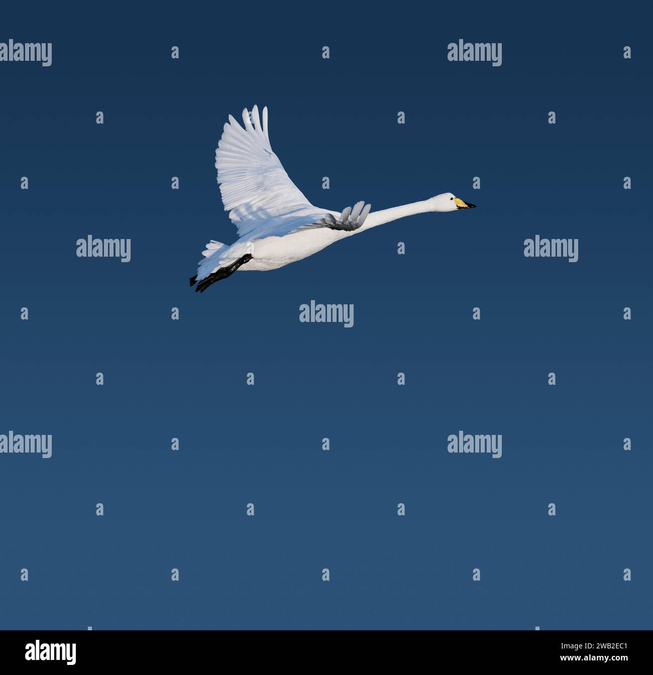 White swan flying in blue sky at daylight Stock Photo - Alamy