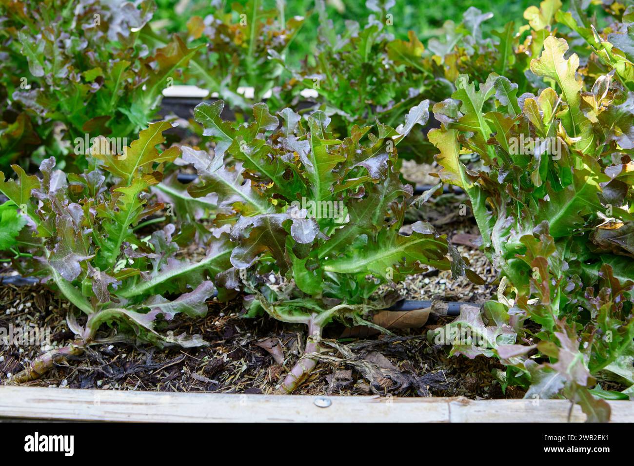 Fresh organic red oak lettuce growing on a natural farm Stock Photo - Alamy