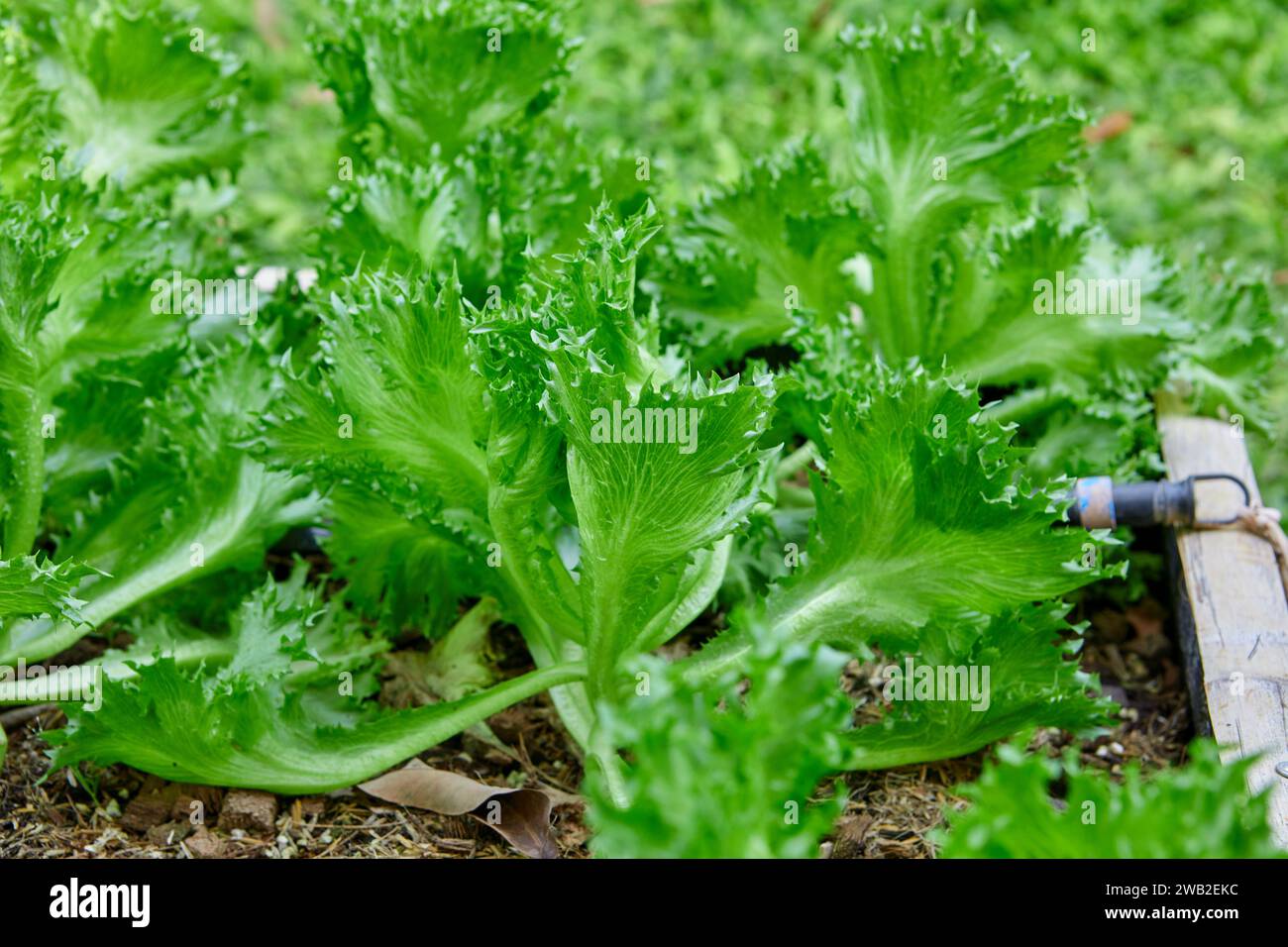 Frillice Ice Berg Lettuce Growing On Plant Stock Photo - Alamy