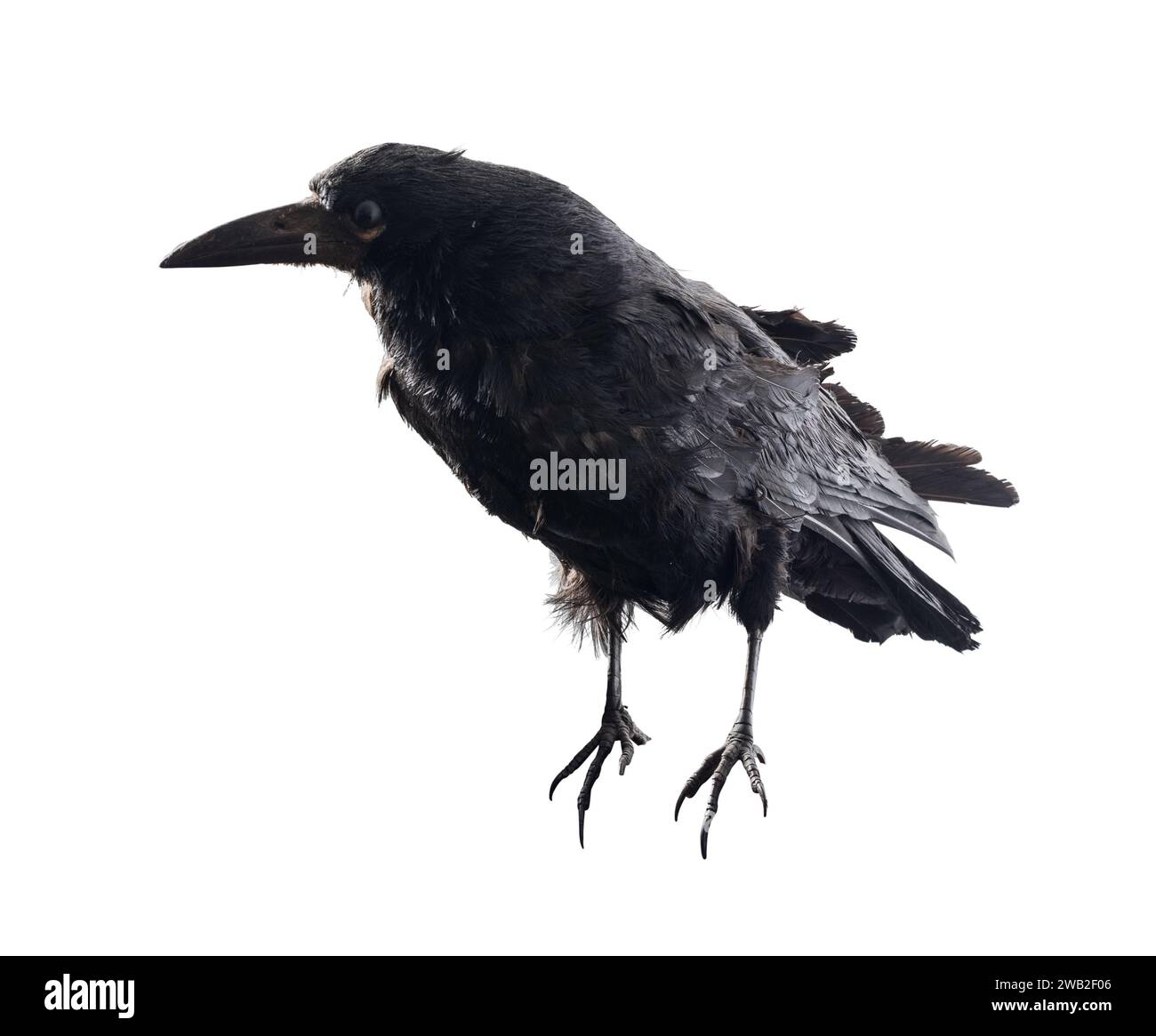 Raven bird Cut Out Stock Images & Pictures - Alamy