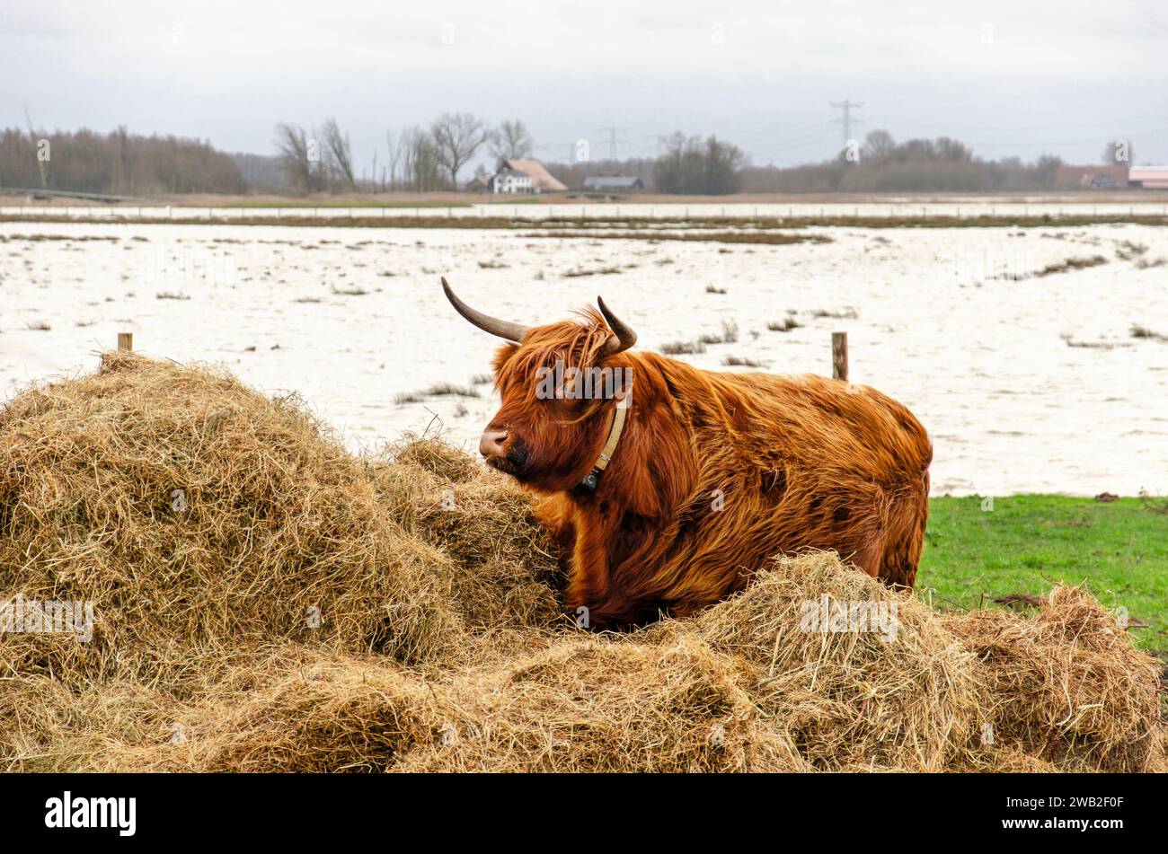 Highland cow between piles of hay, provided because of the temporary ...