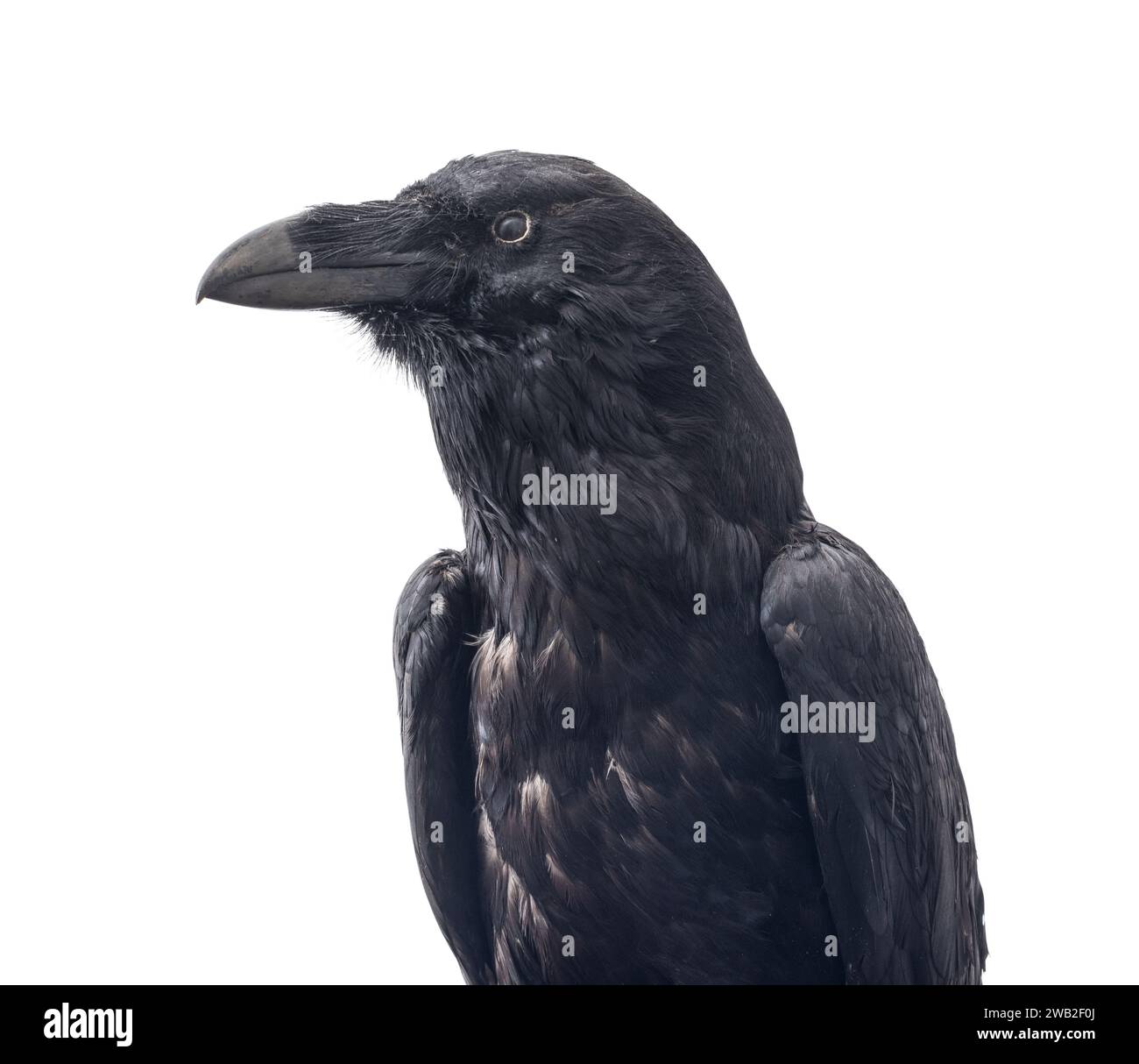 Raven close up head shot hi-res stock photography and images - Alamy