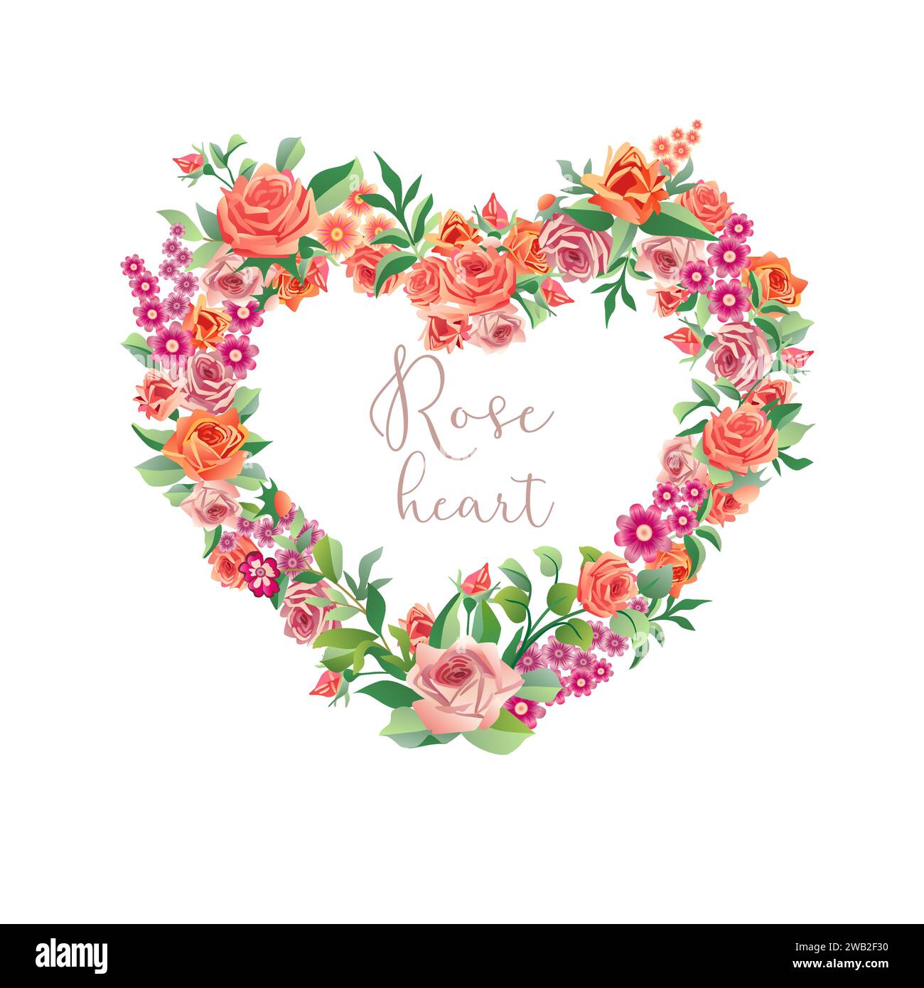 Pink rose mallow flowers Stock Vector Images - Alamy