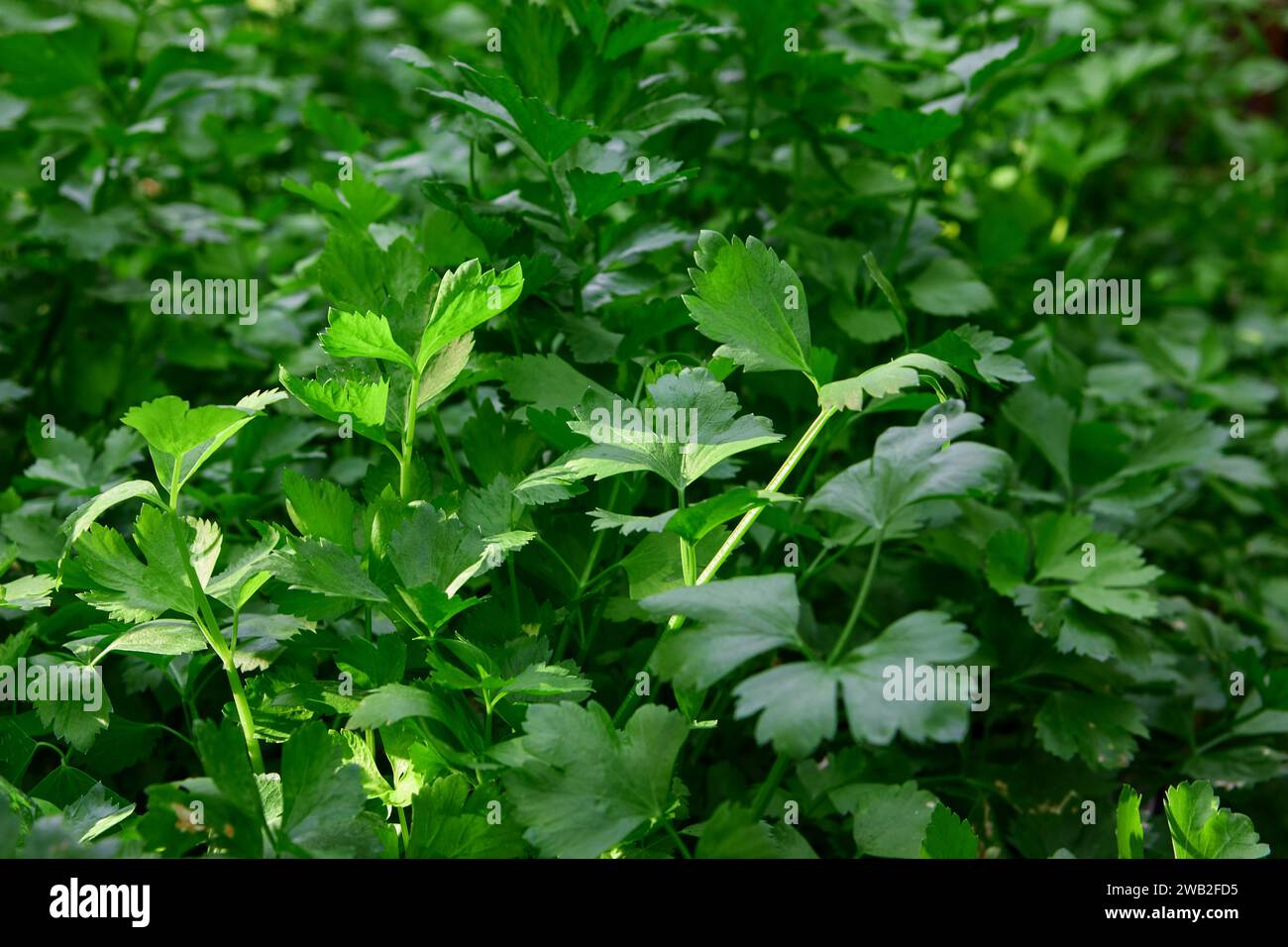 Parsley full frame hi-res stock photography and images - Alamy