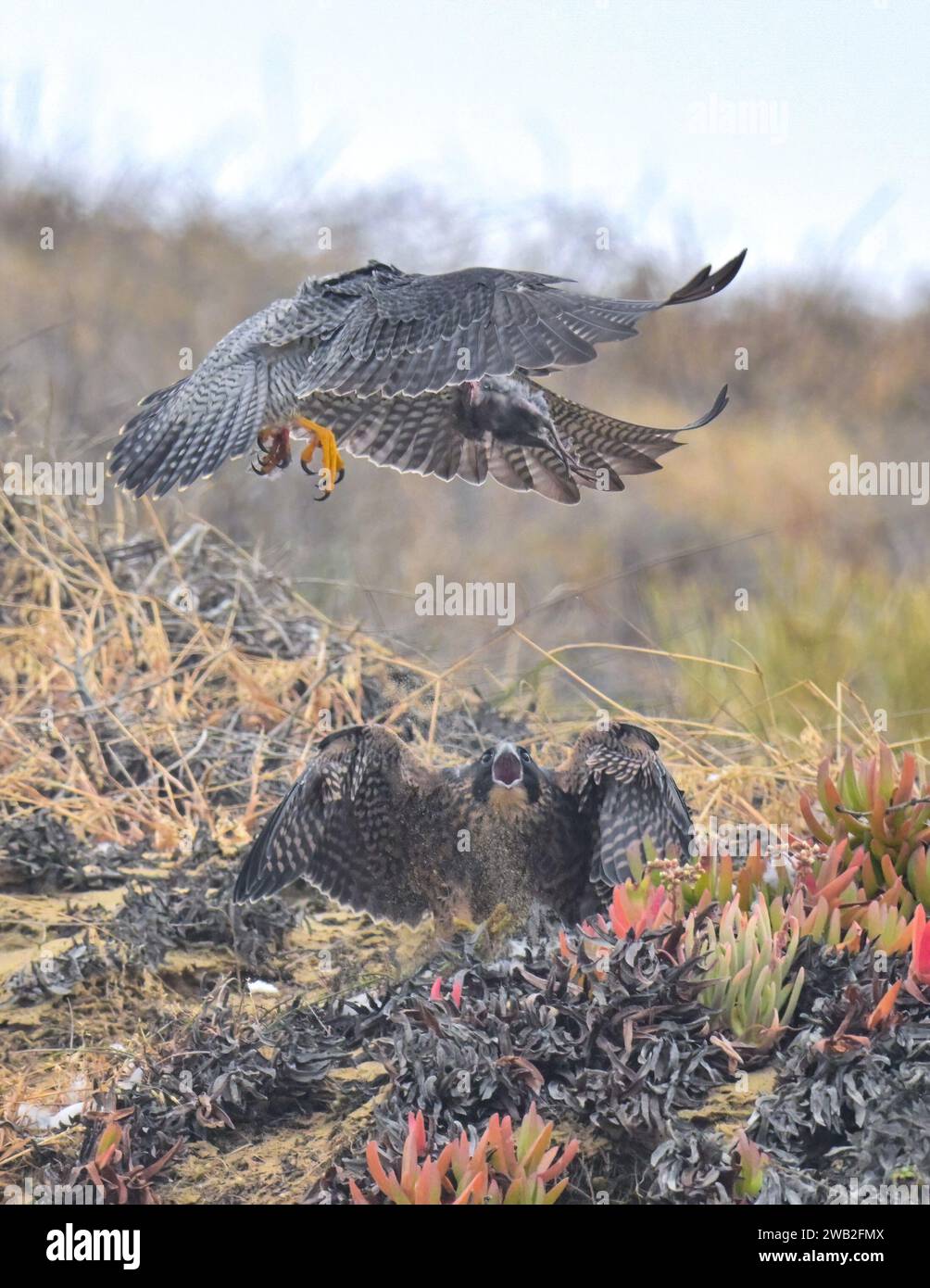 Peregrine falcon captured hi-res stock photography and images - Alamy