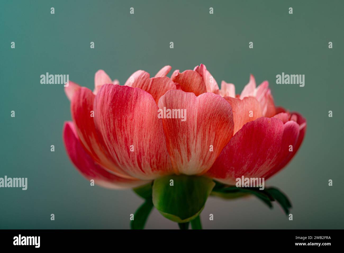 487468 hi-res stock photography and images - Alamy