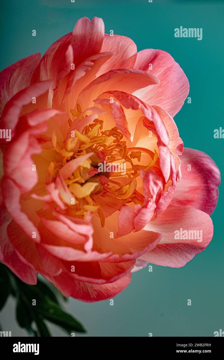 Lush pink peony close up hi-res stock photography and images - Alamy