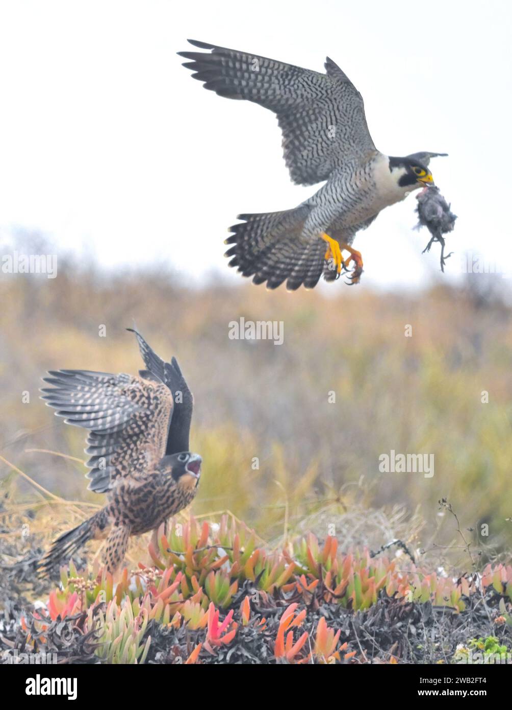 Mum taking off with the food to train the baby USA EXCITING images of a ...