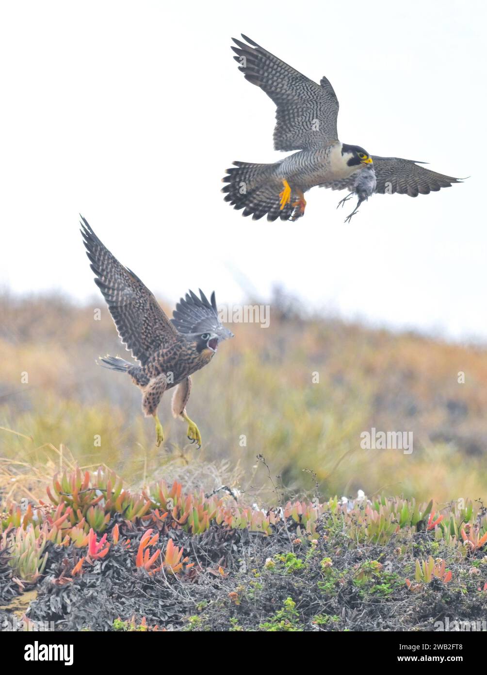 The baby falcon taking its flight to catch the food USA EXCITING images ...