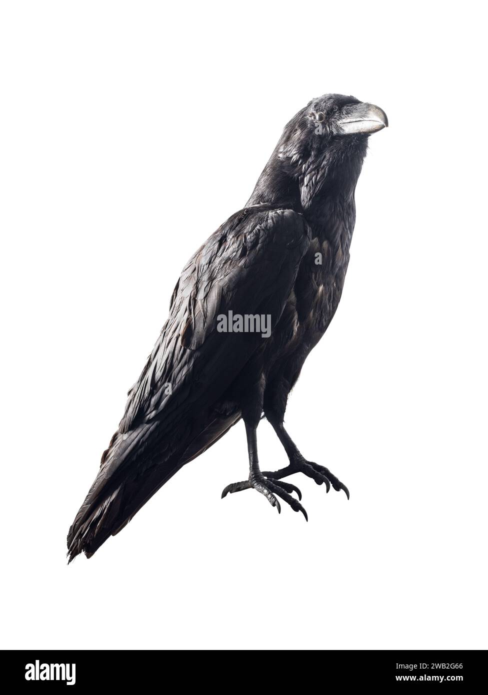Black raven. Bird isolated on white Stock Photo - Alamy
