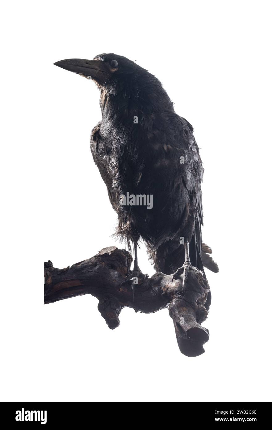 Black raven. Bird isolated on white Stock Photo - Alamy